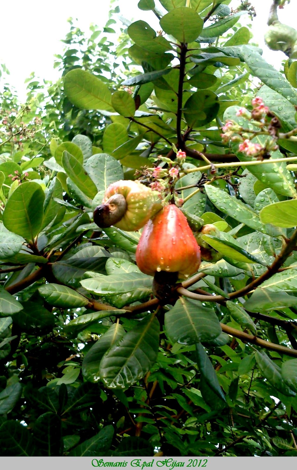 Semanis Epal Hijau..***: Pokok Gajus