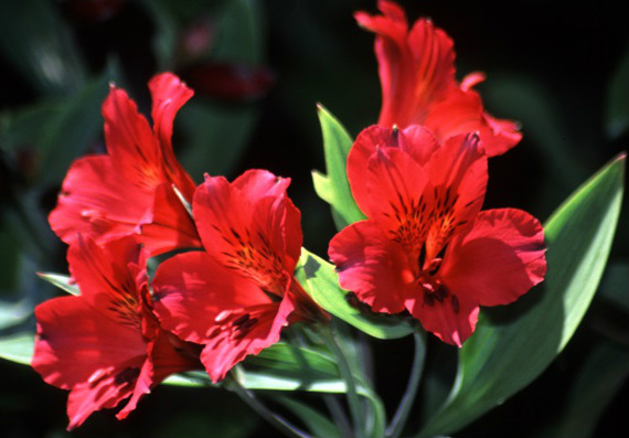 Flowering Petals: Alstroemeria