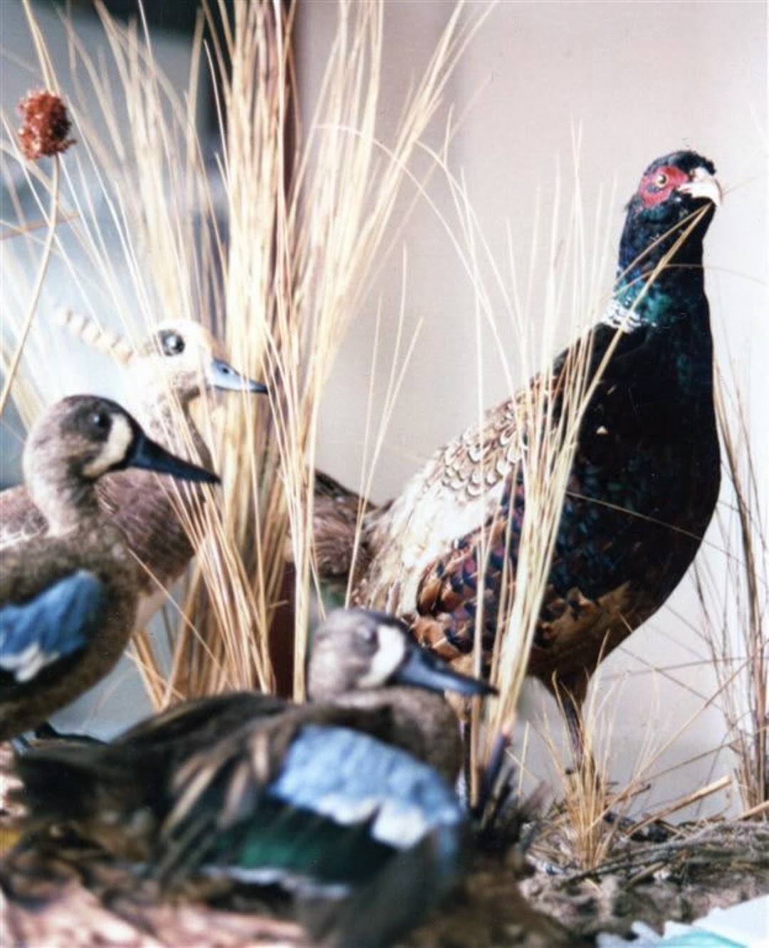 Taxidermia en Colombia: Patos