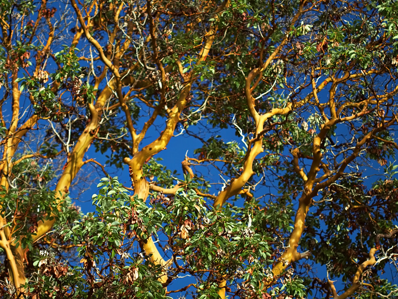 Arbutus Flower - Natural Beauty