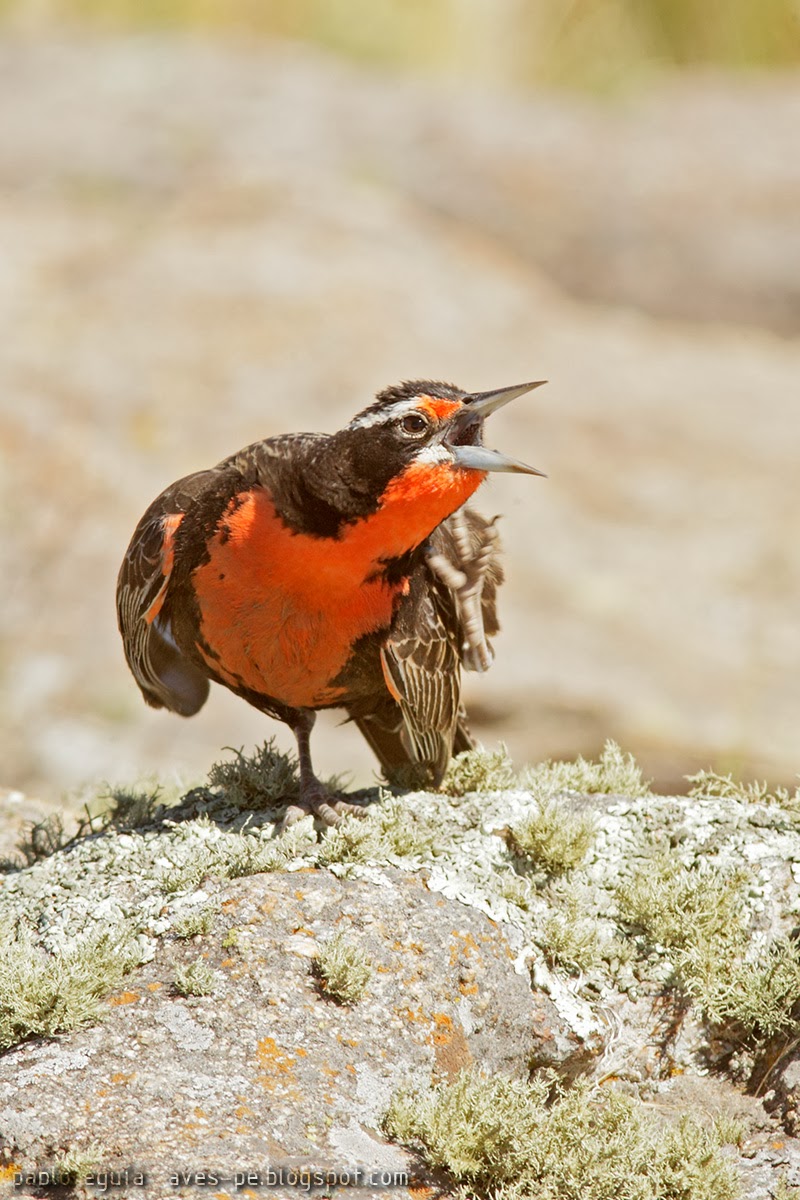 mis fotos de aves: Leistes loyca Loica Long-tailed Meadowlark