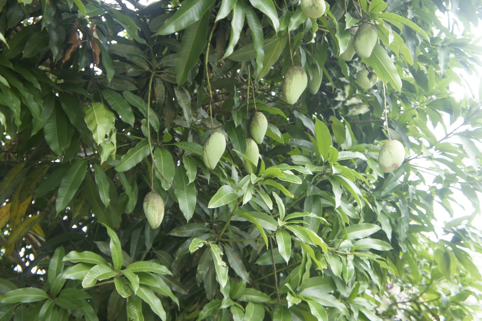 Warisan Petani: Tanaman Kuini vs Mangga.