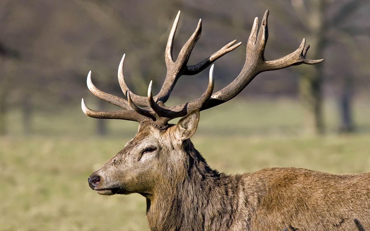 ANIMALS PICTURE: STAG PICTURES GALLERY-2