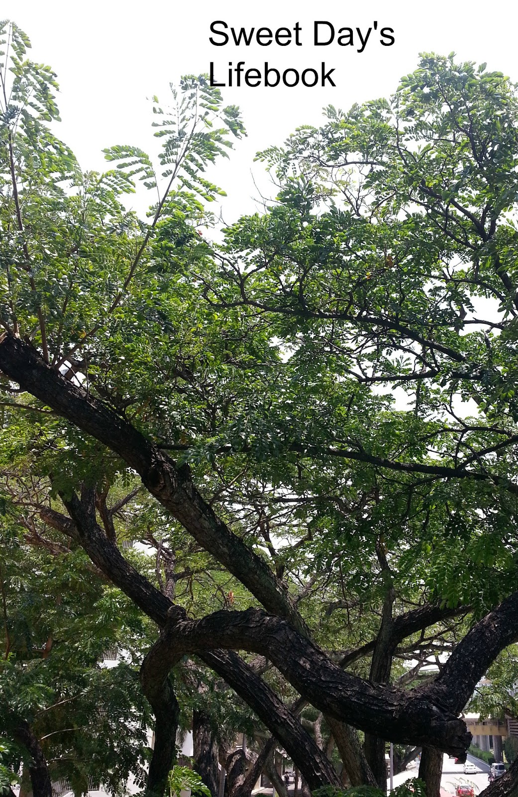 Sweet Day's Lifebook: The 5 o'clock tree