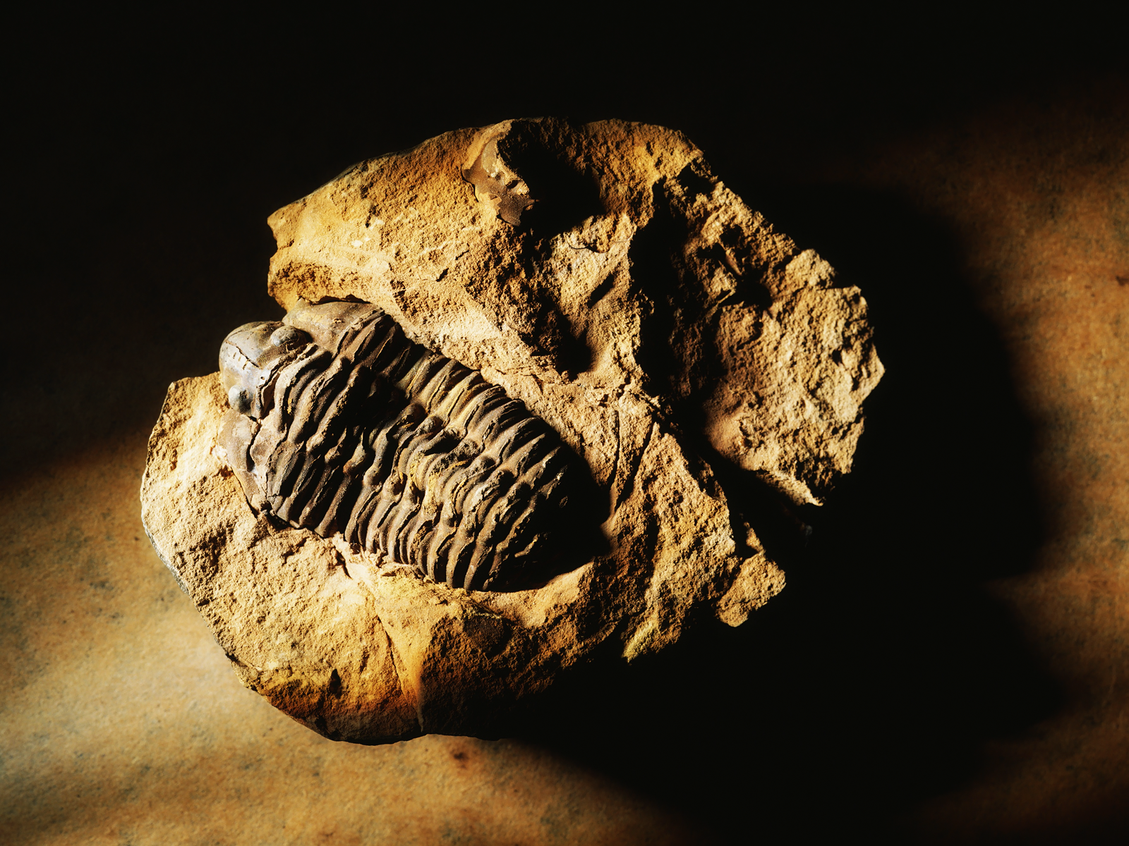 there is not always another side to the story, trilobite fossil ...