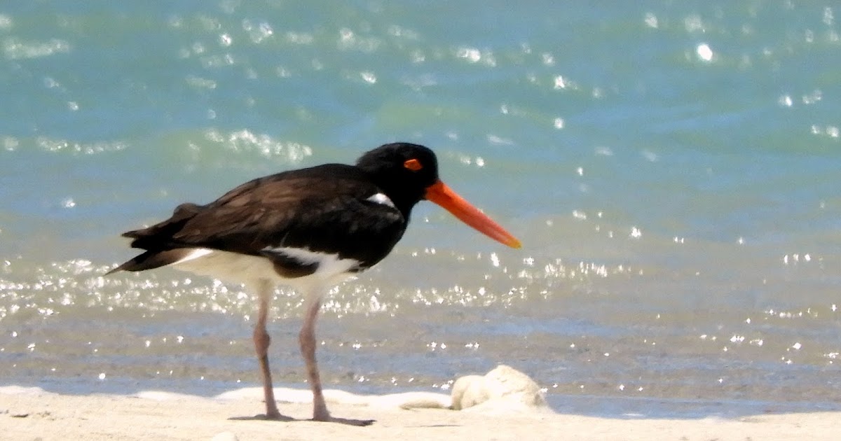 FAUNA E FLORA DO RN: Piru-piru Haematopus palliatus Temminck, 1820