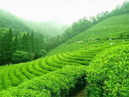 SEJARAH TANAMAN TEH DI INDONESIA