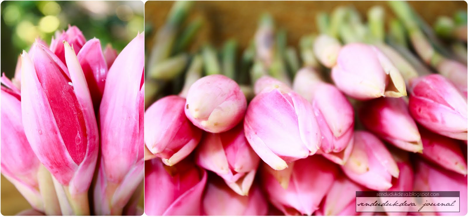 sendudukdesa journal: Bunga Kantan - Backyard Business