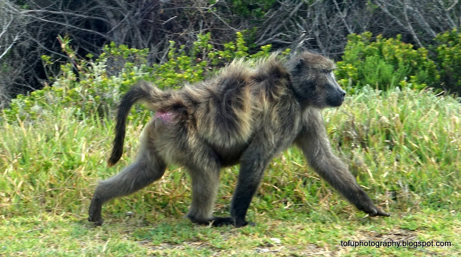 Tofu Photography: A baboon at Table Mountain National Park outside Cape ...