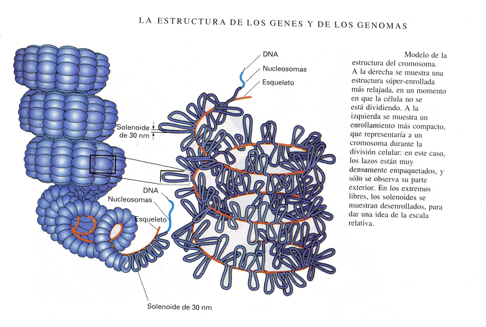 Alexa Molina: 3.2 ORGANISMOS EUCARIÓTICOS