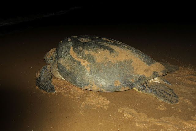DOMMELVOS NATUURFOTOGRAFIE: Suriname 2012 - Kaaimannen, schildpadden ...