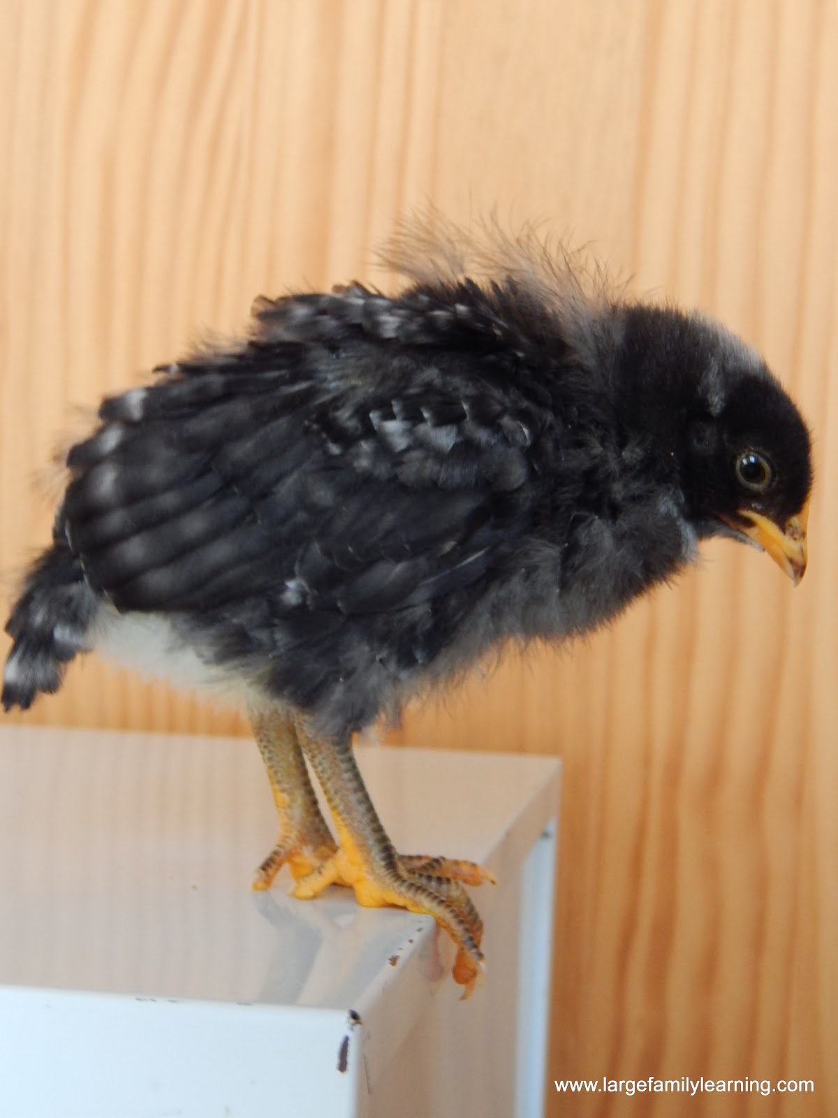 Large Family Learning : Raising Baby Chicks: 2 Weeks Old (Part 1)