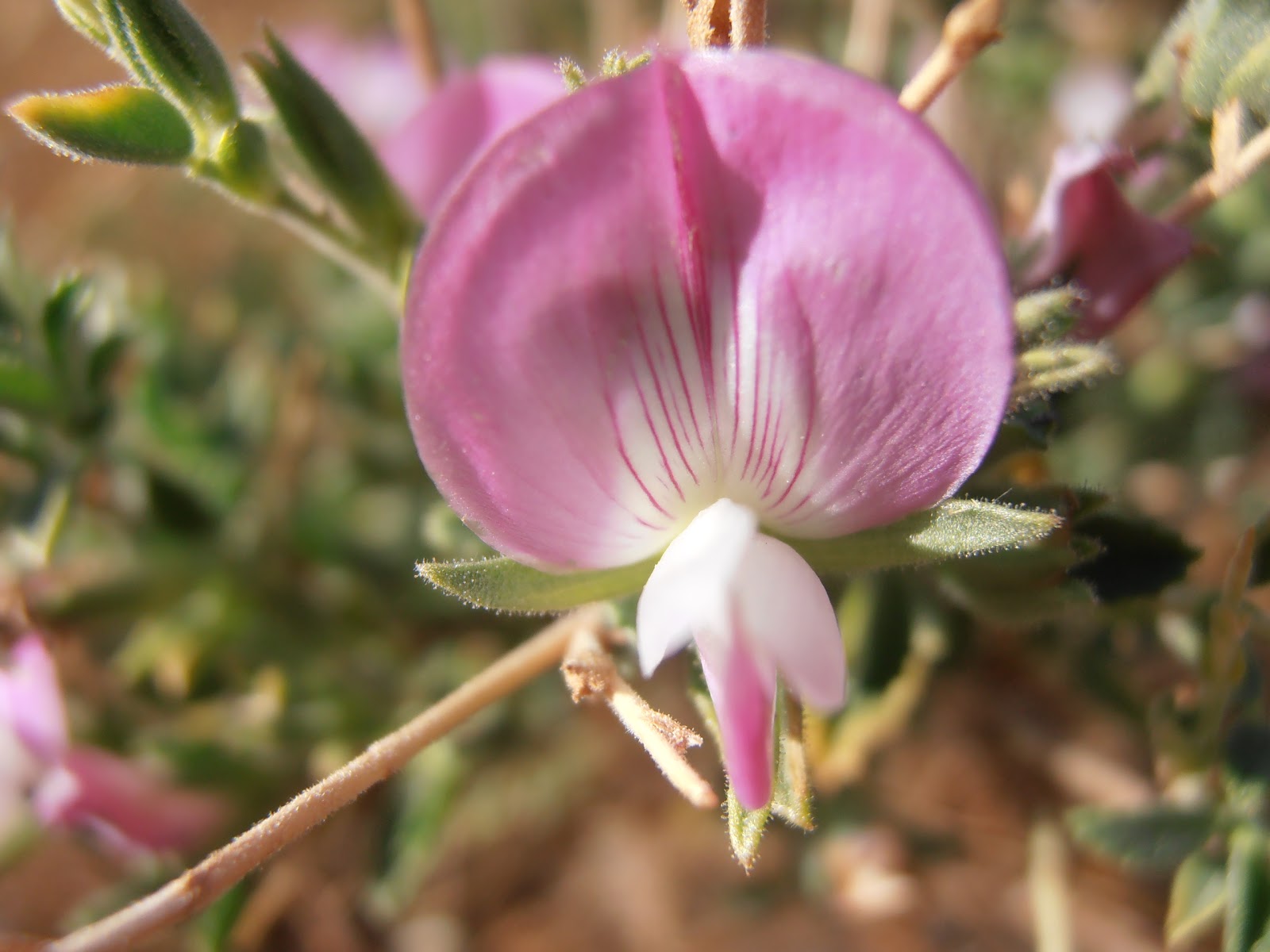 GATUÑA: Ononis spinosa | Plantas rioMoros