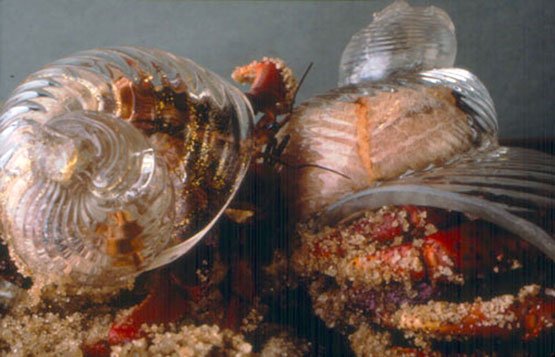 Glass Hermit Crab Shell