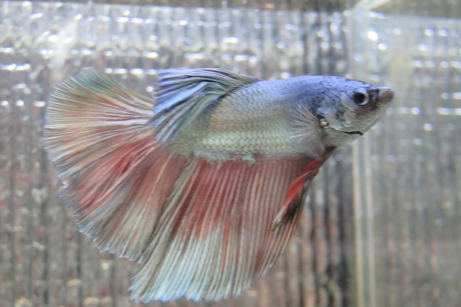 Kee Hua Chee Live!: THAILAND IS WORLD FAMOUS FOR ITS FIGHTING MEN AS IN ...