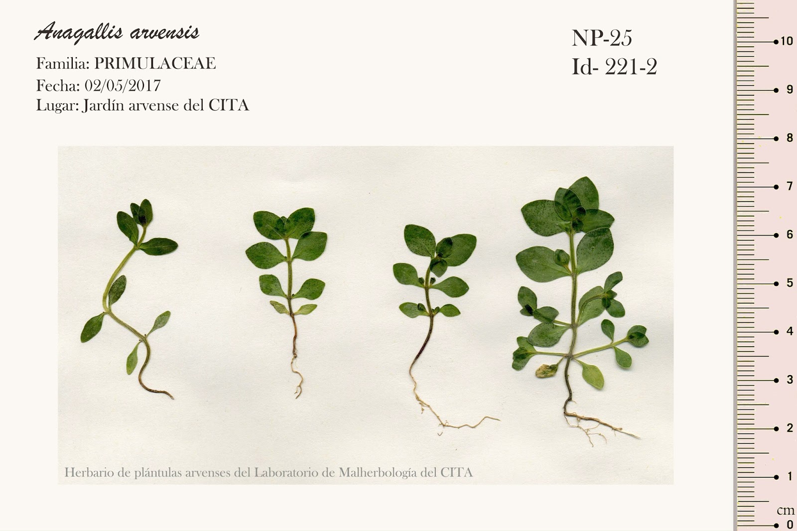 Jardín botánico de especies arvenses del CITA: EL HERBARIO DE PLÁNTULAS ...