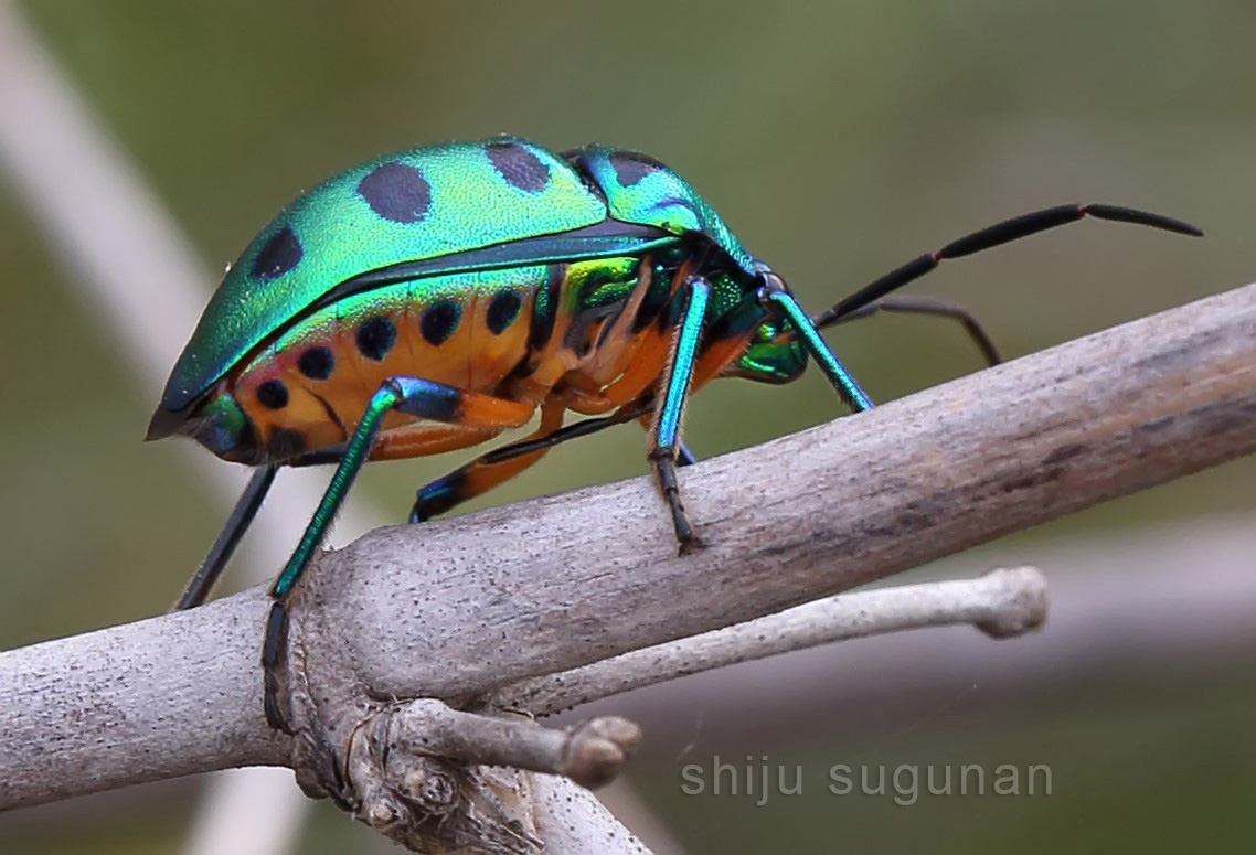 Cranium Bolts: Munia mania at Hoskote