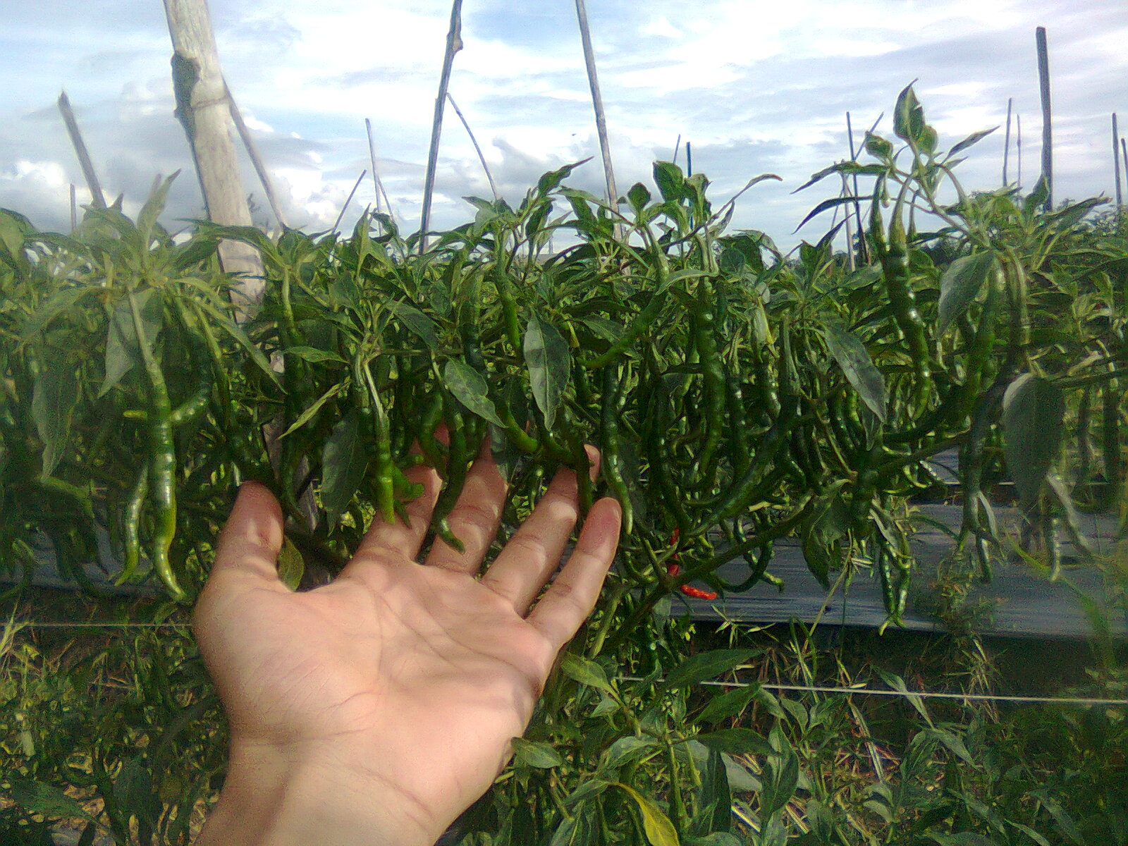 Cara Pengendalian Hama Lalat Buah Bactrocera dorsalis Pada Tanaman CABE ...