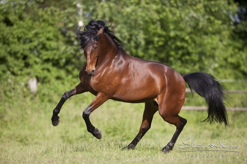 Portret konia...: Altér real