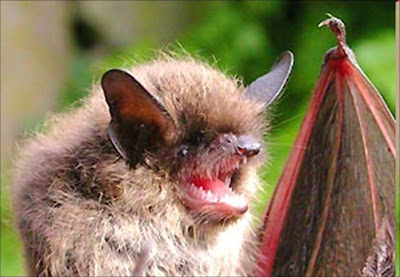 Fascination With Fear: OCTOBER 27: TWENTY-SEVEN BEAUTIFUL BATS