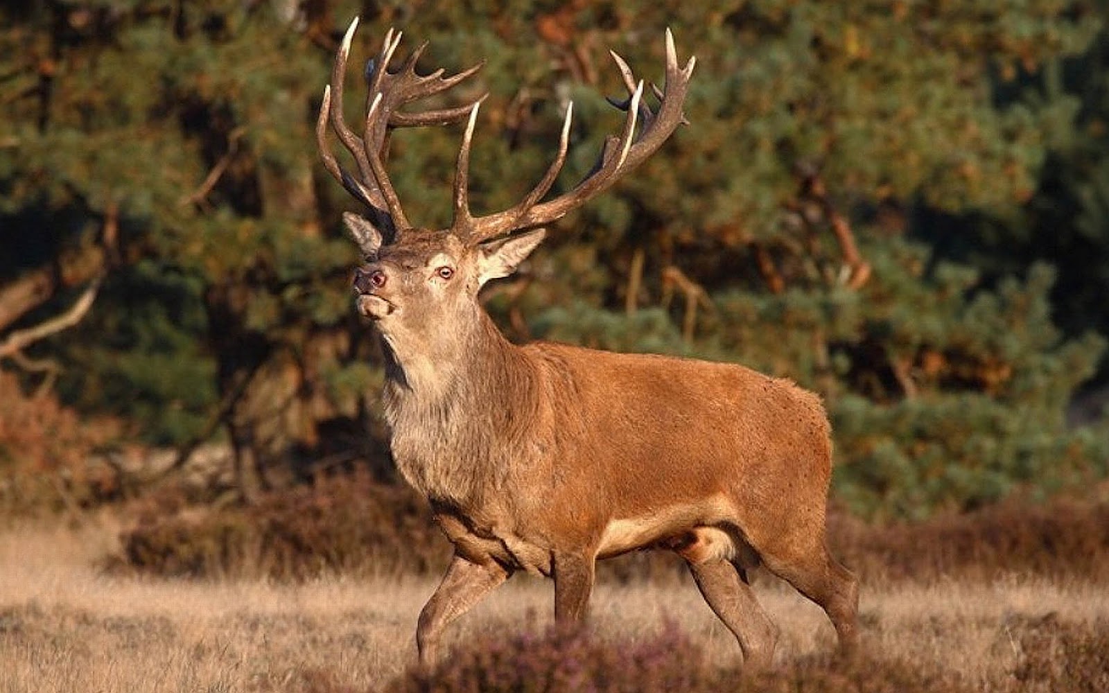 Herten Achtergronden Hd Wallpapers