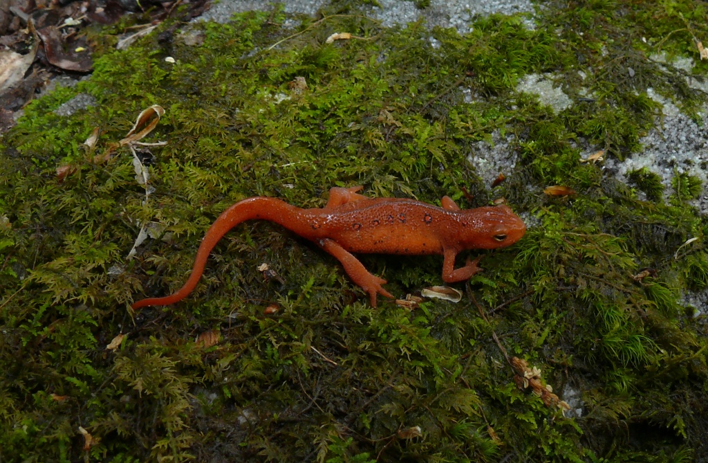 Ohio Birds and Biodiversity: Efts on the march