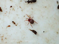 細蟹屋: Anapidae ヨリメグモ科