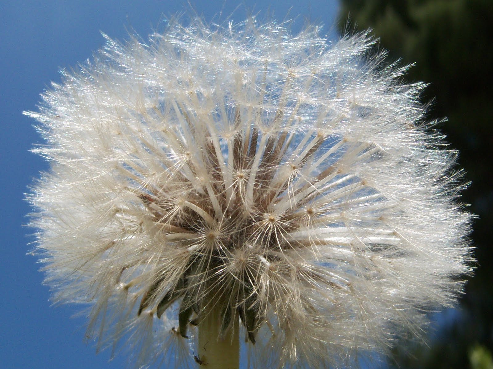 Vuelo de vilano - BOTÀNIC SERRAT