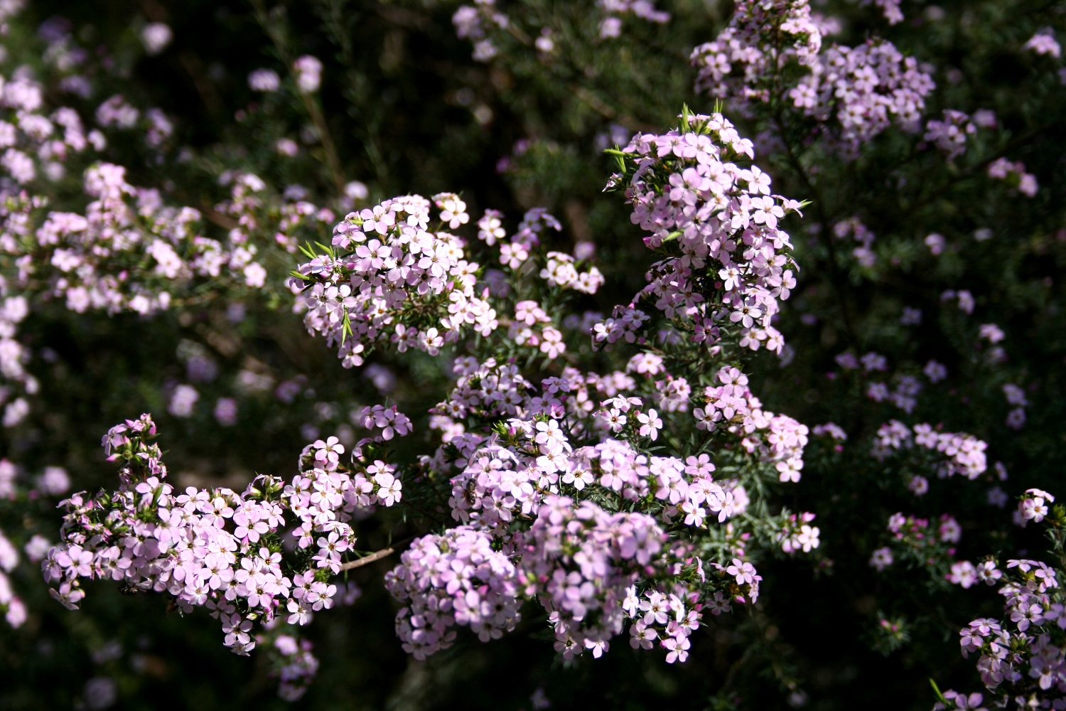 Centro Integrado de Paisajismo y Agroecología, S.Coop.And. (CENINPA ...