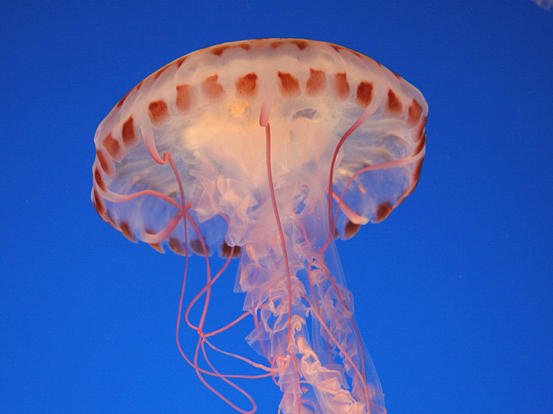 Beautiful jellyfish pictures | Amazing Creatures