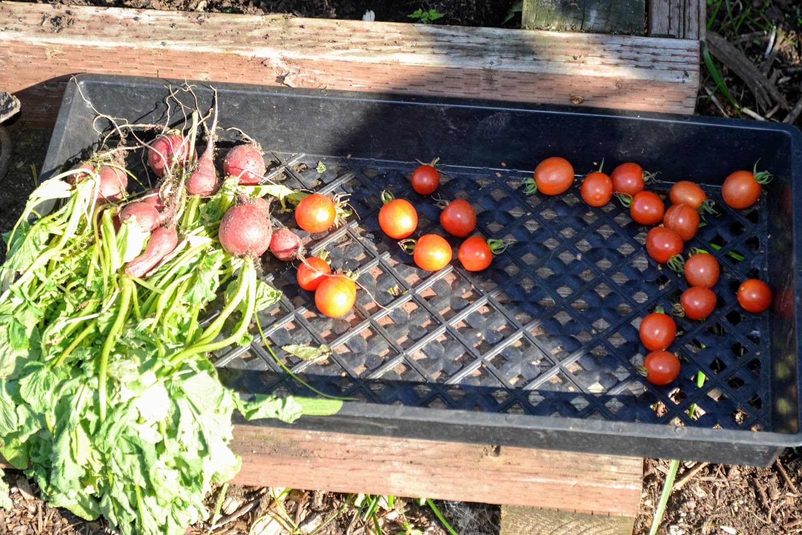 The Outlaw Gardener: A Community Garden - Food For Thought