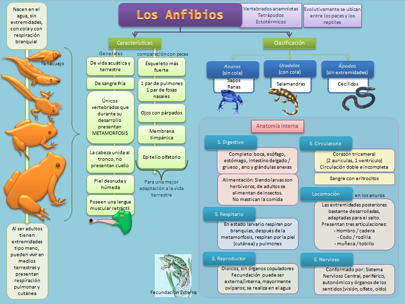 Los anfibios. Clasificación y características. | Anfibios, Anfibios ...
