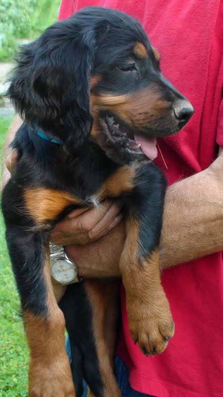 Gordon Setter Crossing: Gordon Setter Puppy Pics- 8 wks. 5 days old