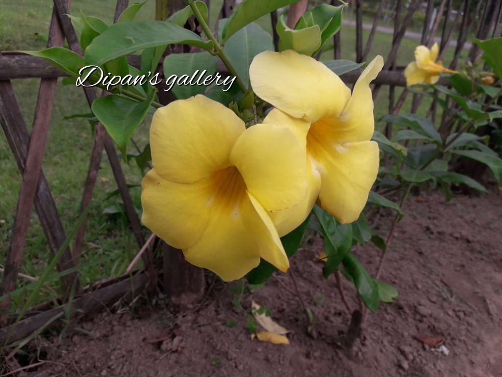 Flora of Assam with scientific names and images