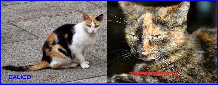 MENGENALI WARNA DAN CORAK BULU KUCING – Penjagaan & Kesihatan Kucing