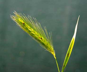 deladelmur: Erbacce ( II )