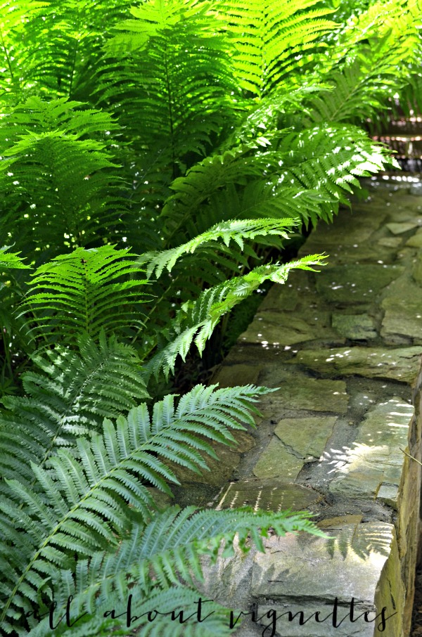 All About Vignettes: Ferns Catching Sunshine