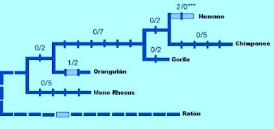 justomedio: FOXP2. El gen del lenguaje.