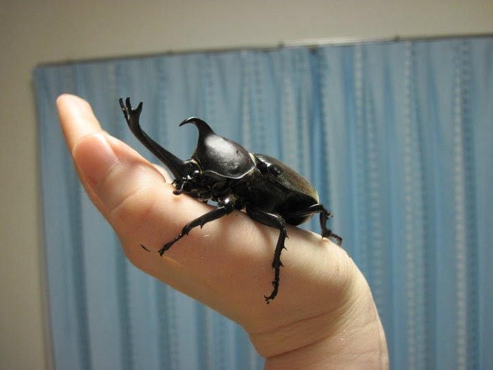 Creepy Crawlies of Japan: Kabutomushi カブトムシ