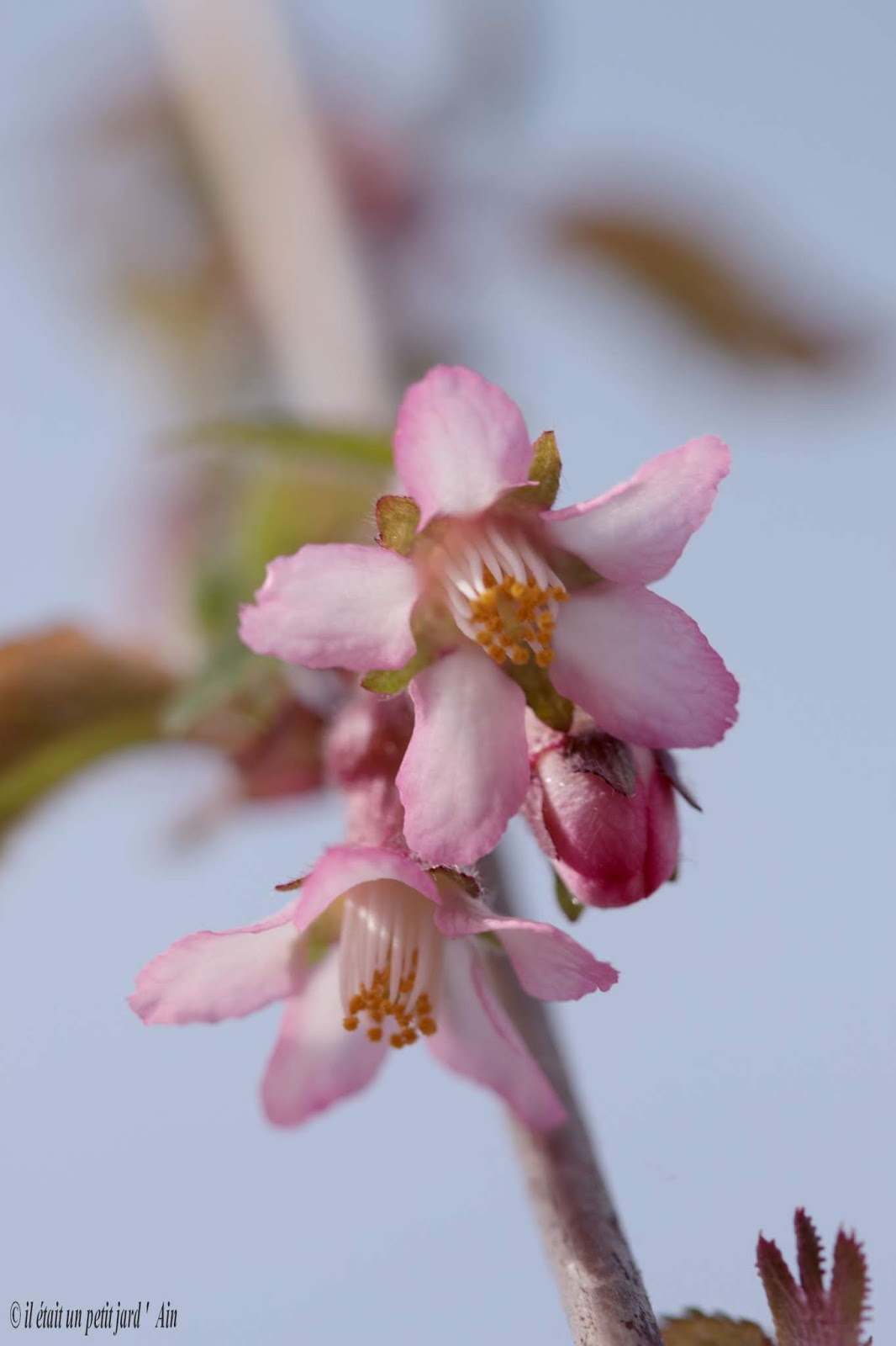 IL ETAIT UN PETIT JARD'AIN ...: FOCUS PRUNUS MALUS TRESORUS ...
