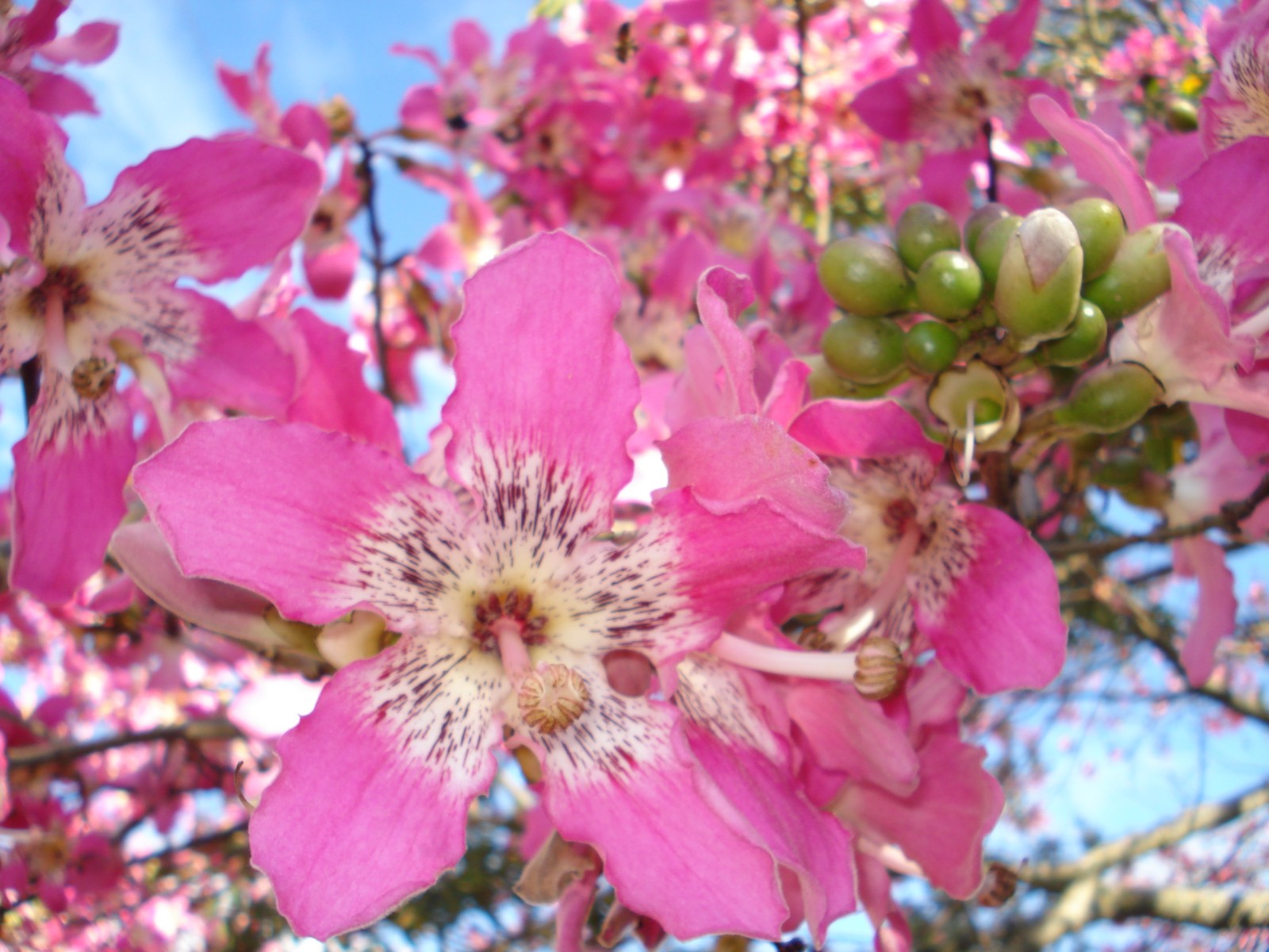 Canguçu em Cores: Paineira - Chorisia speciosa - Uso Terapêutico ...