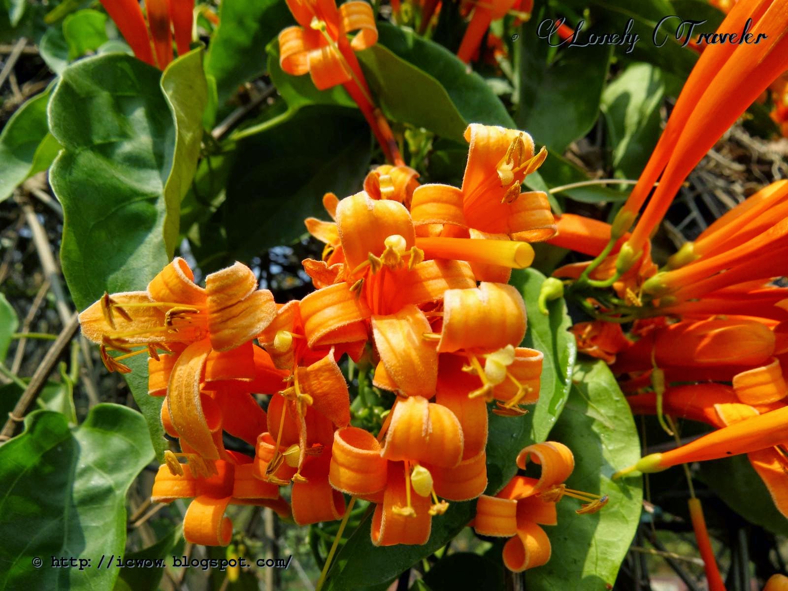 Flaming trumpet - Pyrostegia venusta