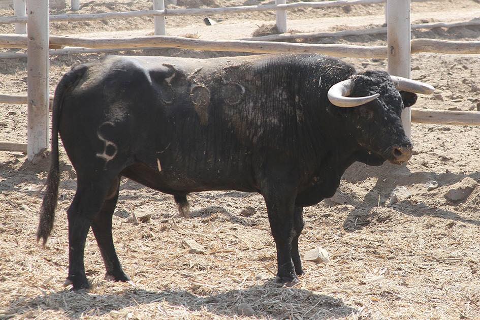 DETOROS Y MAS: Los toros que abren la temporada este domingo en Lima