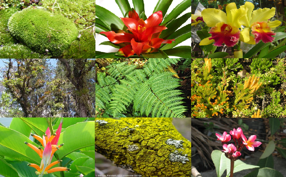 FLORA Y FAUNA DEL ECUADOR : 2016