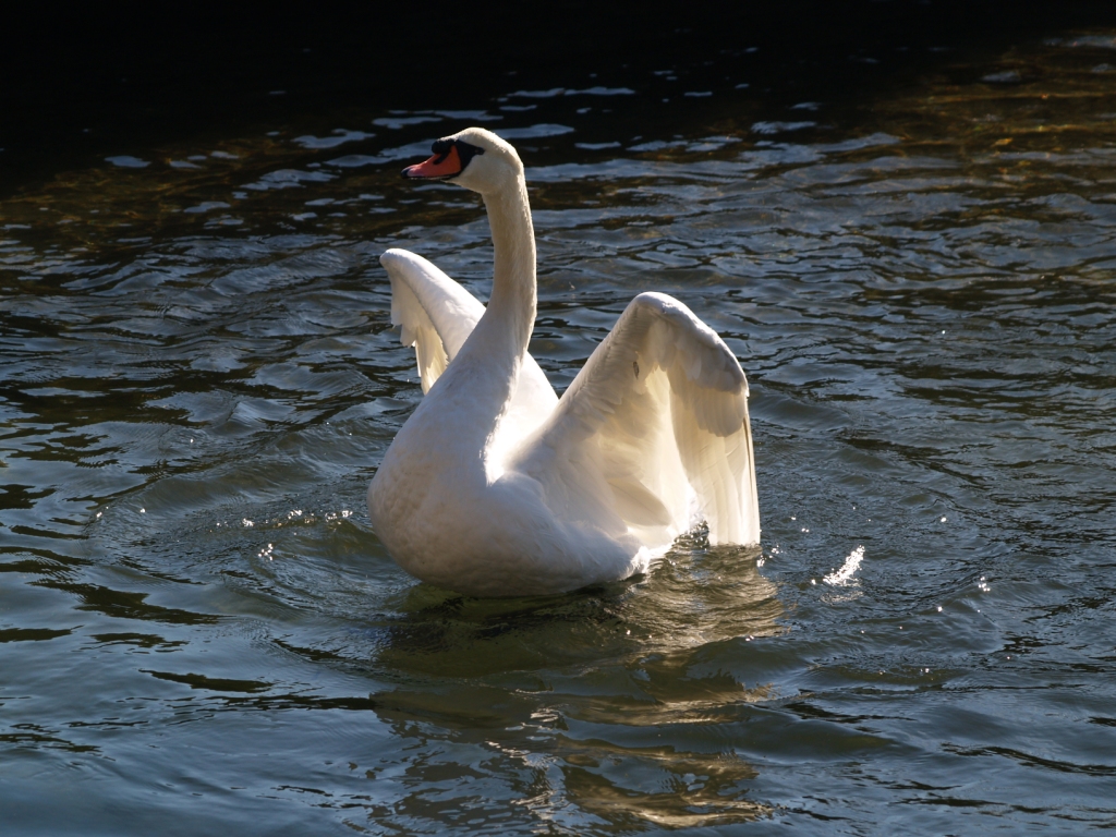 Fotografiando mi Mundo: Cisnes...los más grandes, en tamaño y en belleza