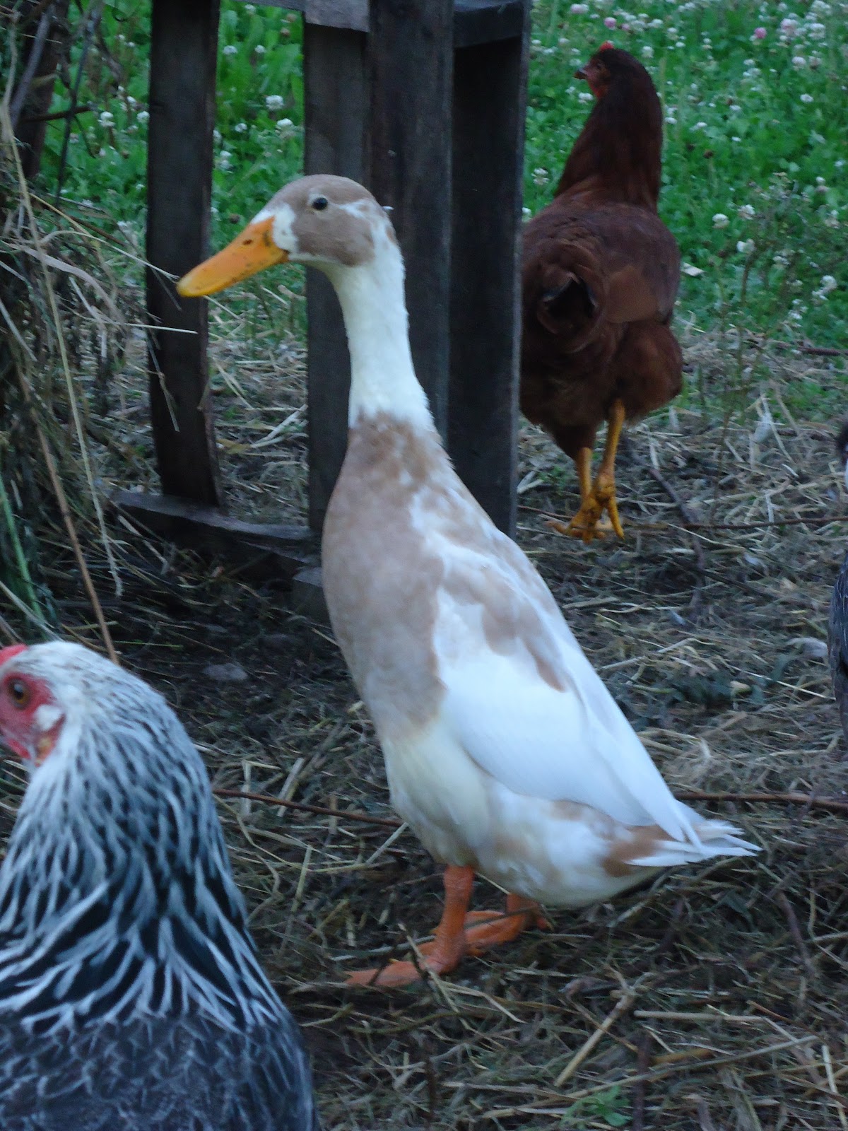 Runner Duck Farm: Why We Call It Runner Duck Farm