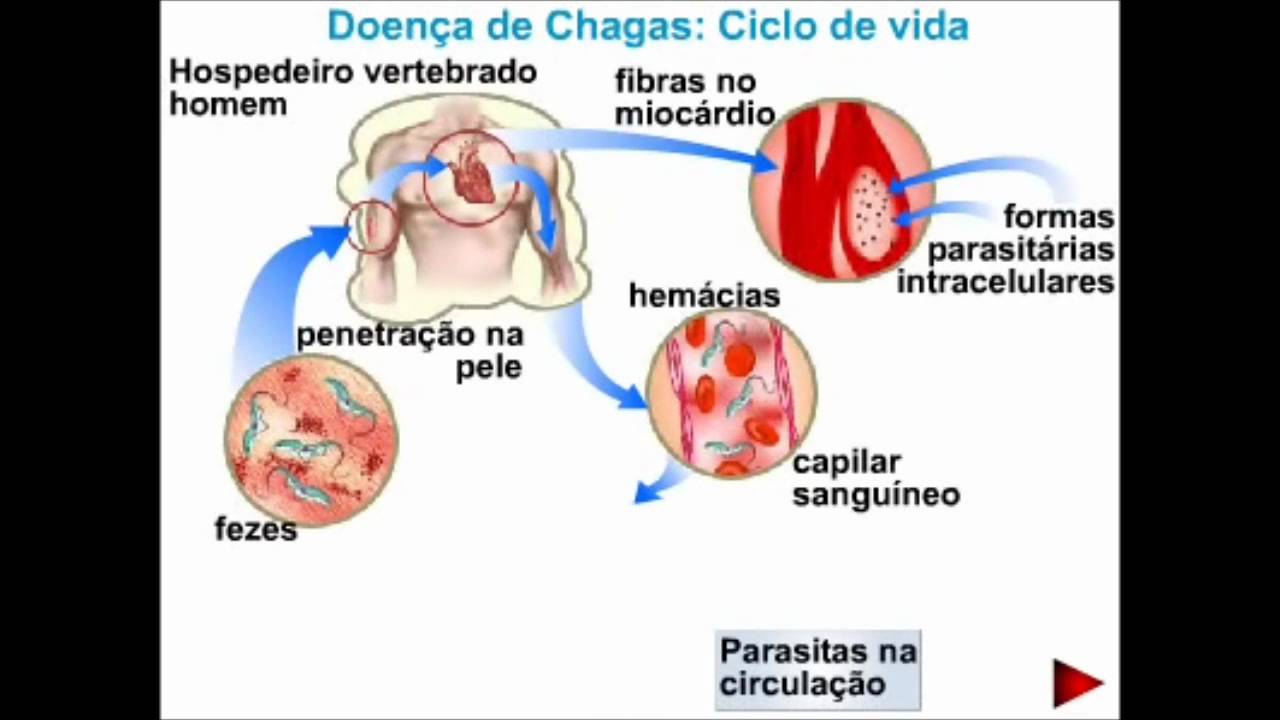 Ciclo de Vida do Agente Causador da Doença de Chagas