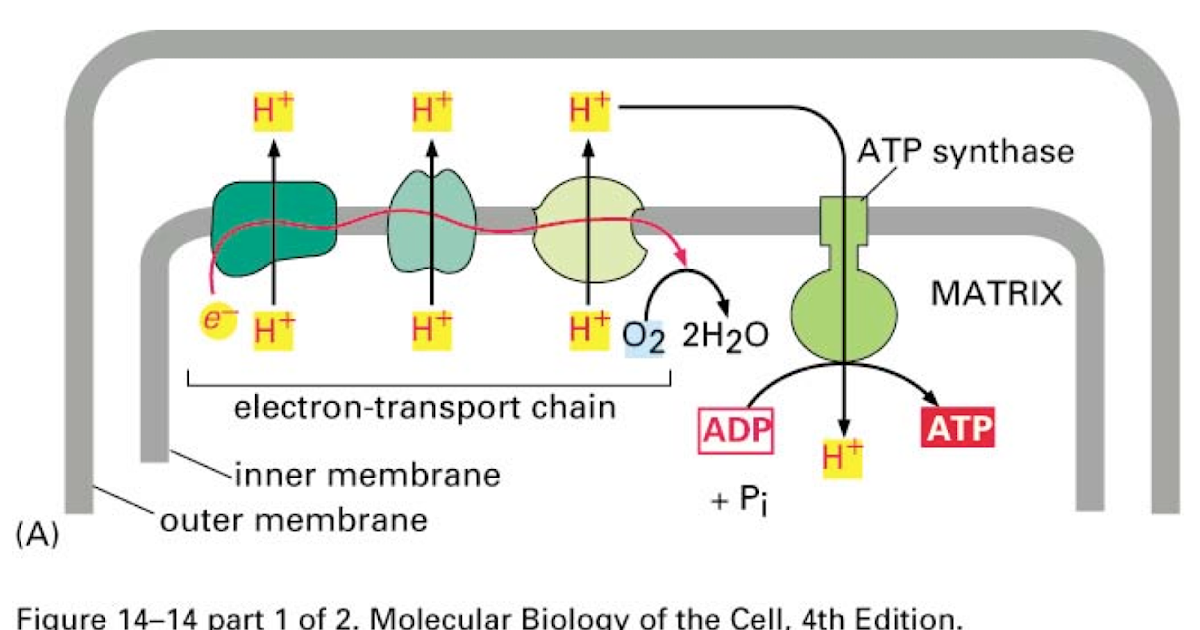 El Mundo de la Bioquímica : NADH y FADH2 como Energía