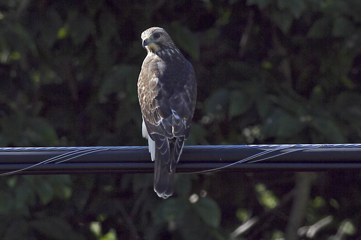 Nature Photos by Donna: Broadwing Hawk Juvenile and Crow/Raven ...
