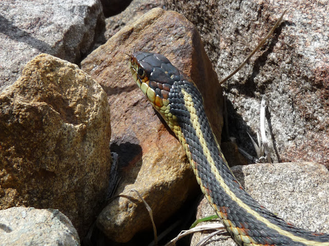 The Naturalest Naturalist: February 2012